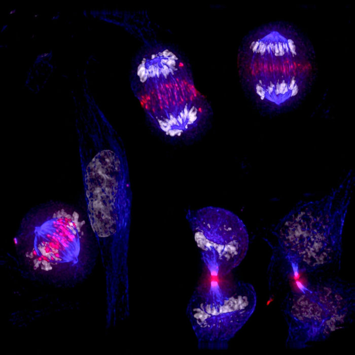 Mitosis | Larry Robey