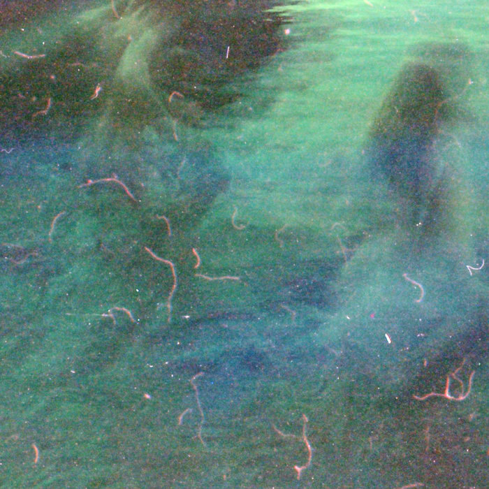 Lokj'loh | Half-Asleep | Goruo