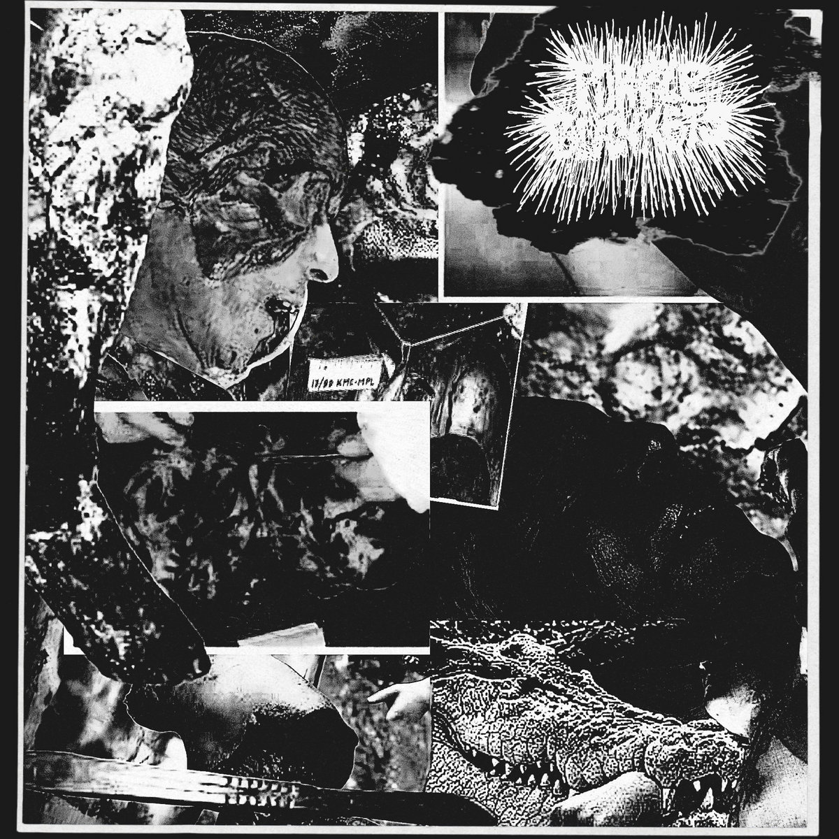 FIVE STAGES OF DECOMPISITION | PURPLE BLANKETS | Terrorism Toad Grinds