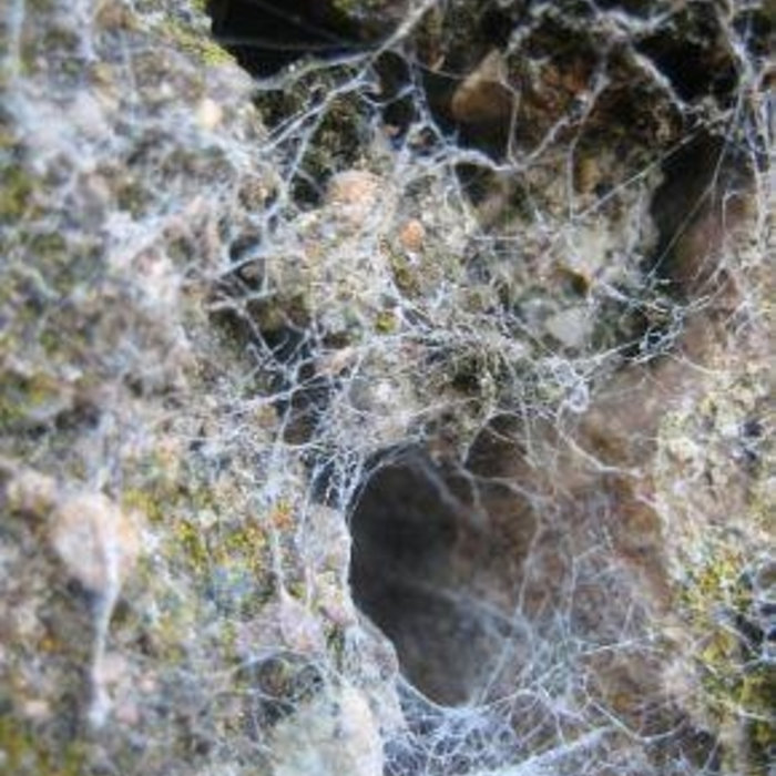 Manicity (Live on 95.9 South Shore Live) | Manicity