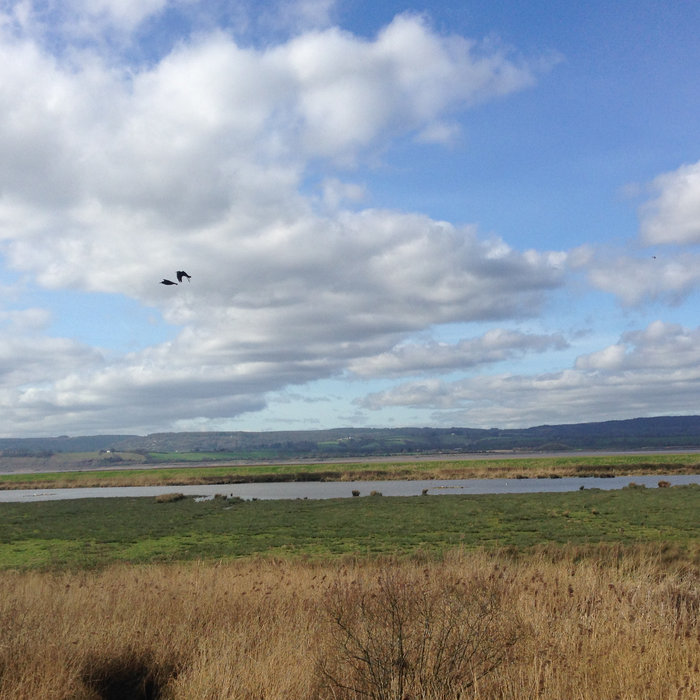 Nightingale at Shapwick | Peter Annear