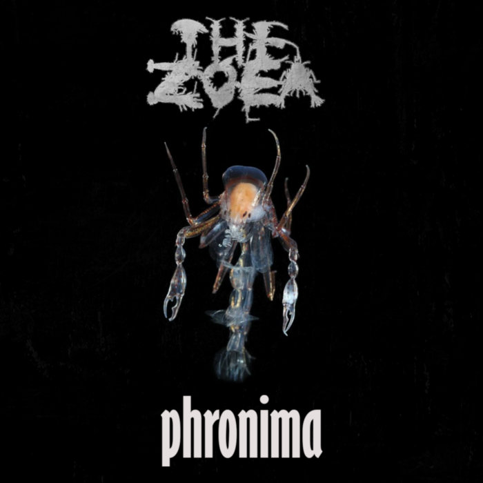 Phronima | The Zoea