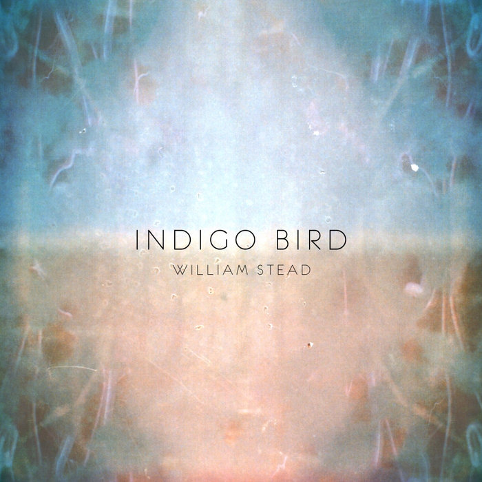 Indigo Bird | William Stead