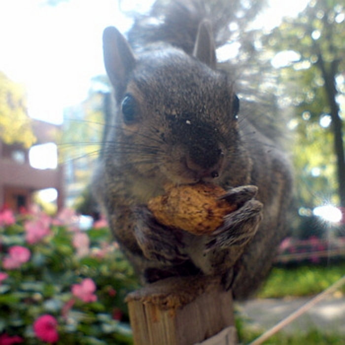 Some Kind of Fuzz | shtank