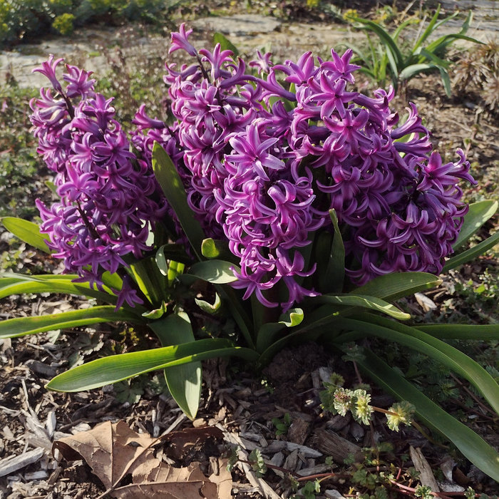 Behold, the Handmaiden of the Lord | Greg Pacleb