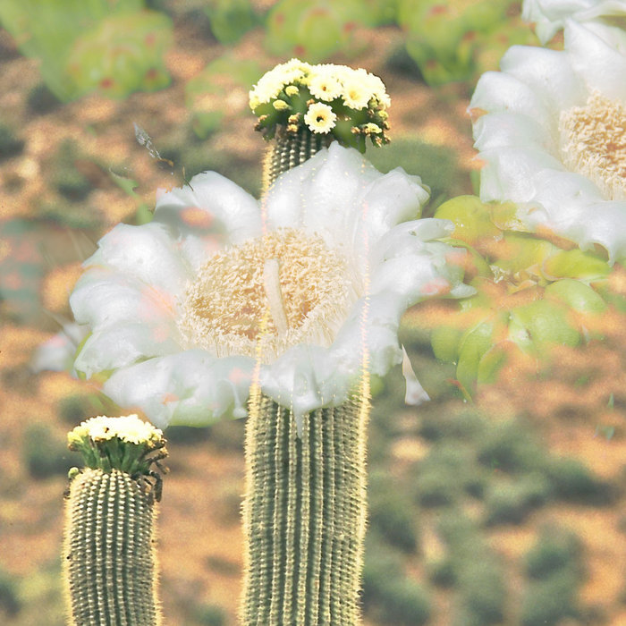 Saguaro Blossom (Hopi rim flute) | Gary Stroutsos | White Swan Records