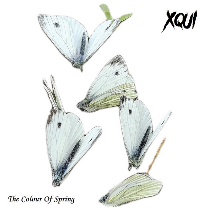 The Colour Of Spring | Xqui
