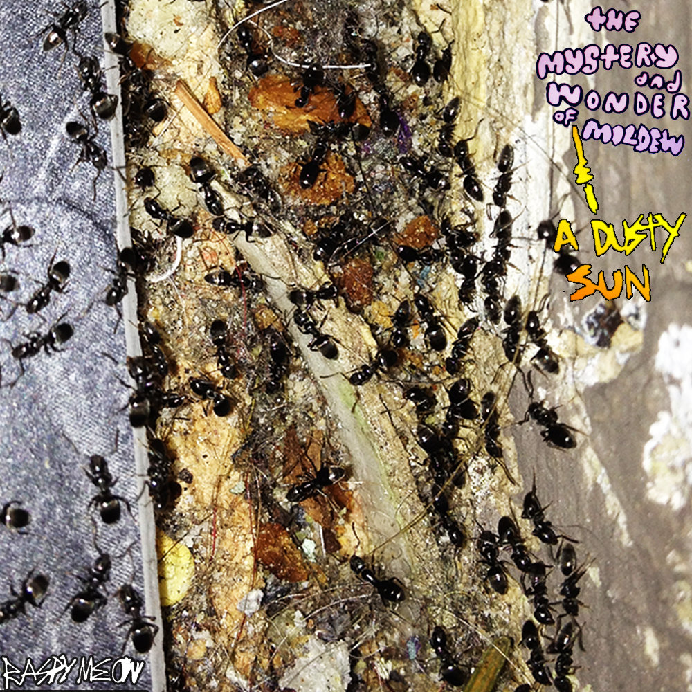 The Mystery And Wonder Of Mildew & A Dusty Sun | Raspy