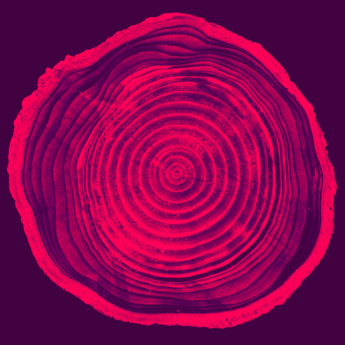 LUMBERER (Remastered) | LUMBERER