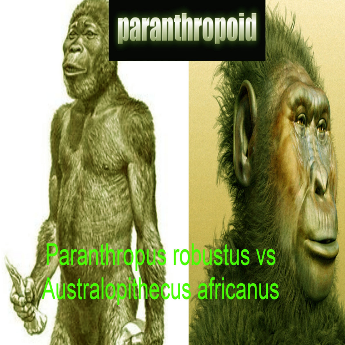 Australopithecus Robustus