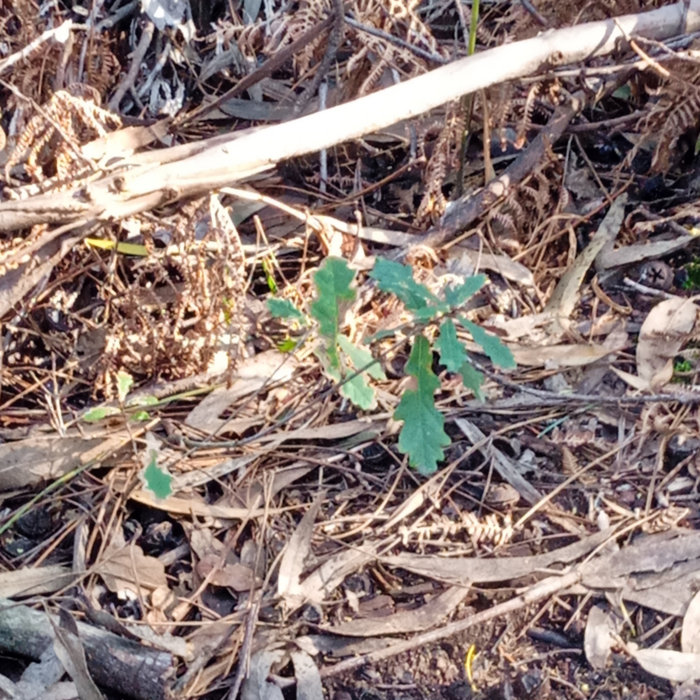 Eucalyptus Plantation | Harry Sumner