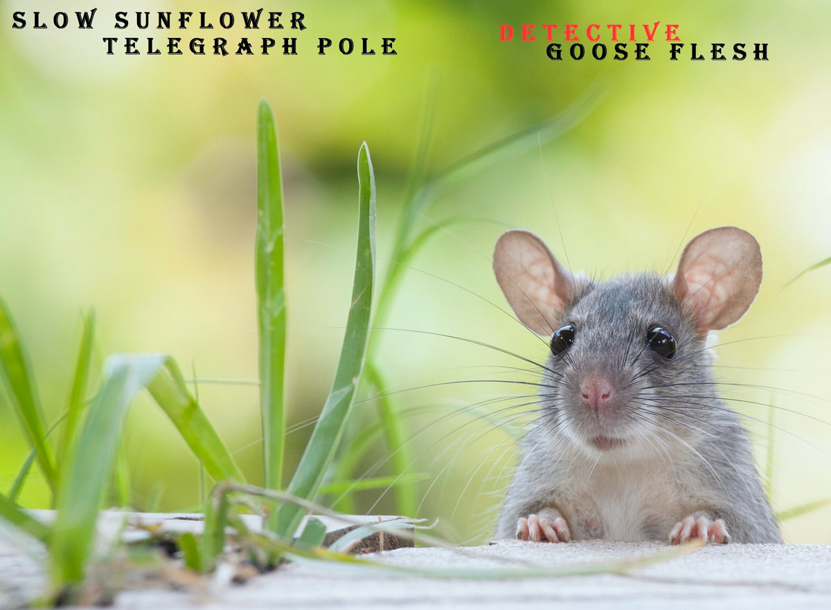 Detective GOOSE FLESH | Slow Sunflower Telegraph Pole | Bad Castles ...