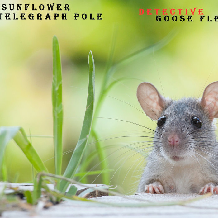 Detective GOOSE FLESH | Slow Sunflower Telegraph Pole | Bad Castles ...