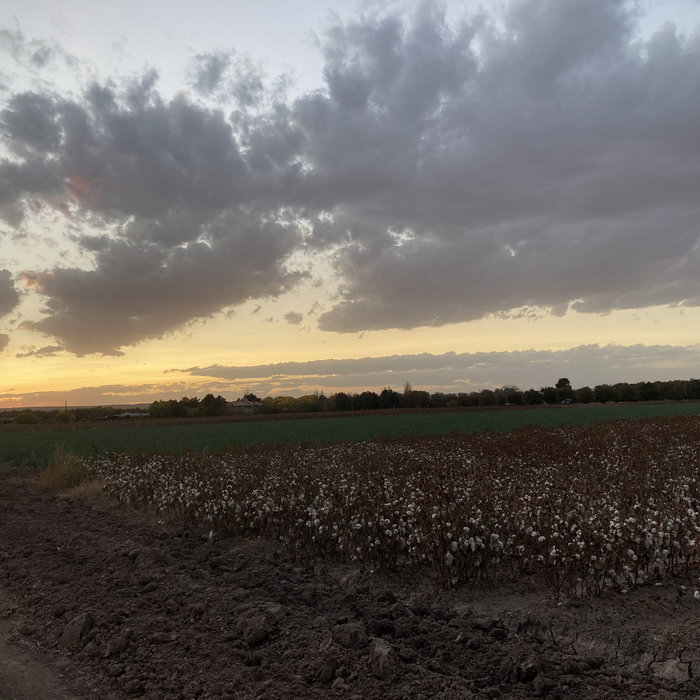 Night time cello | Nick Brower