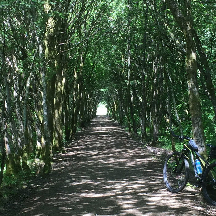 Ebow on a Cheap Bass | BassBus