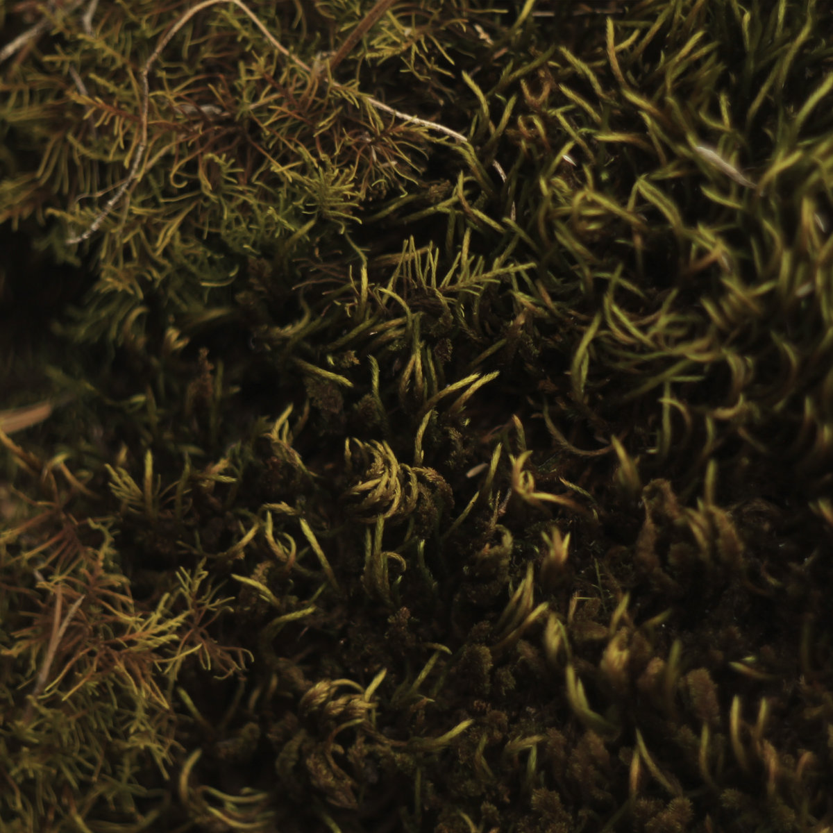 Представь | sonnov