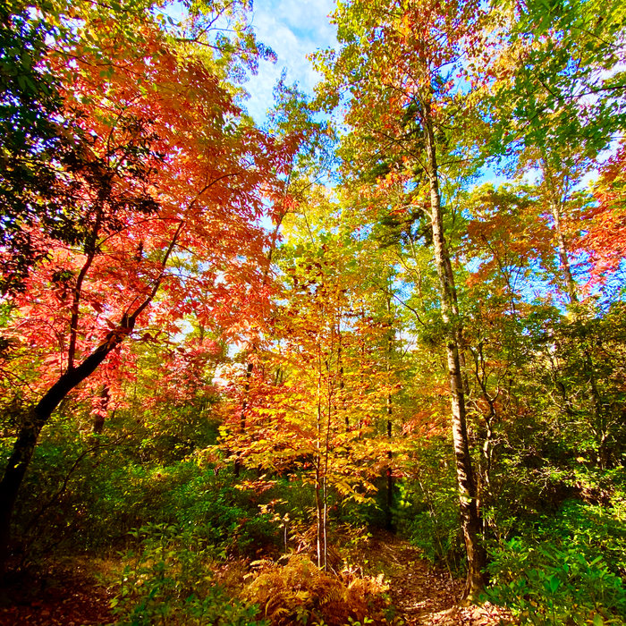 October Sun [Ambient Improv] | Nick Tuttle