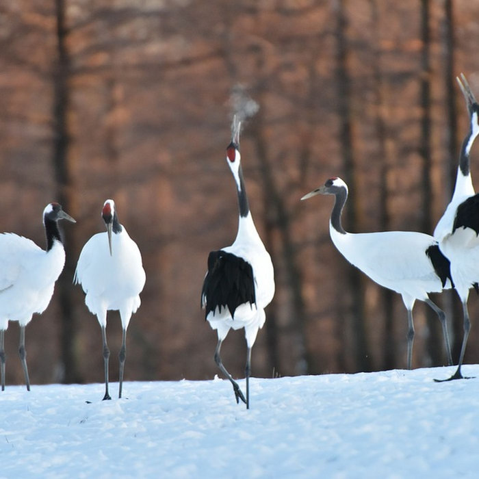 Sokaku-Reibo (Depicting the Cranes in Their Nest) 巣鶴鈴慕 | Kanaki Sada
