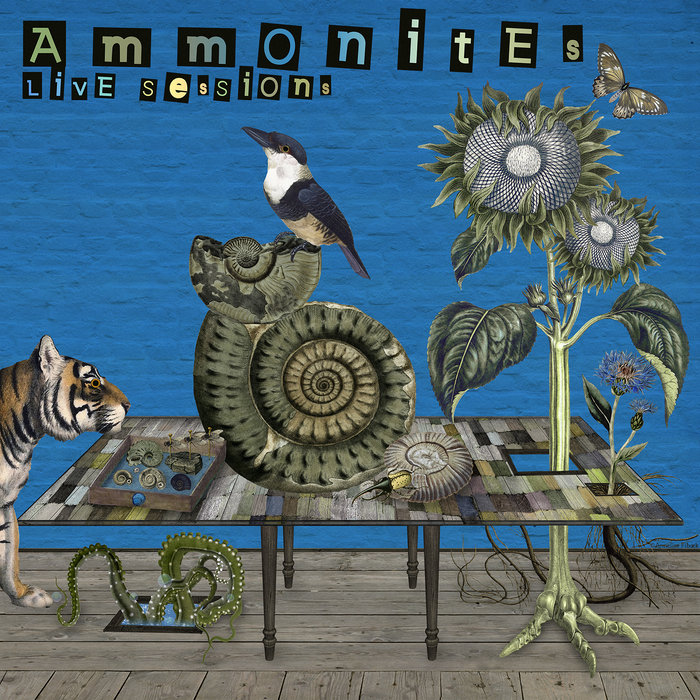 Ammonites live sessions | Ammonites