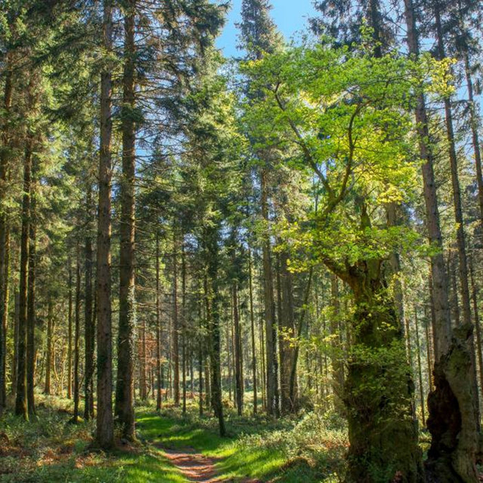 Elven Forest | Metaxenia