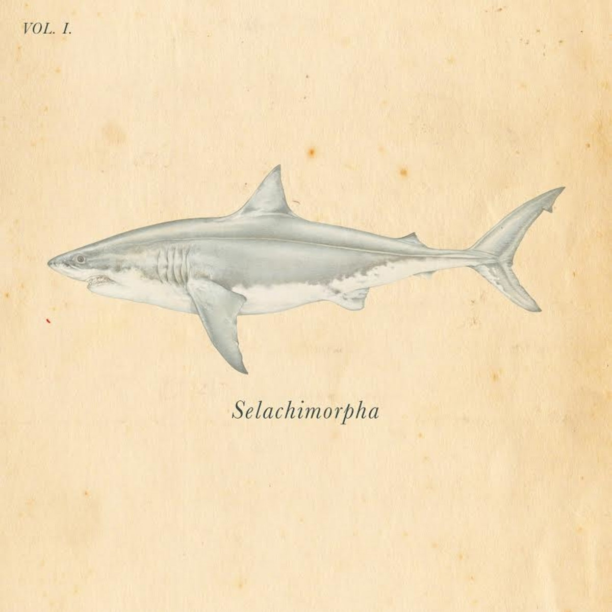 Selachimorpha | Wheel & Frame