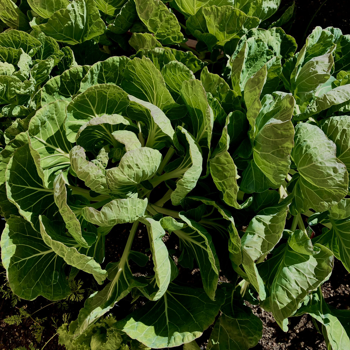 Sleep Subculture | Echo Tongues