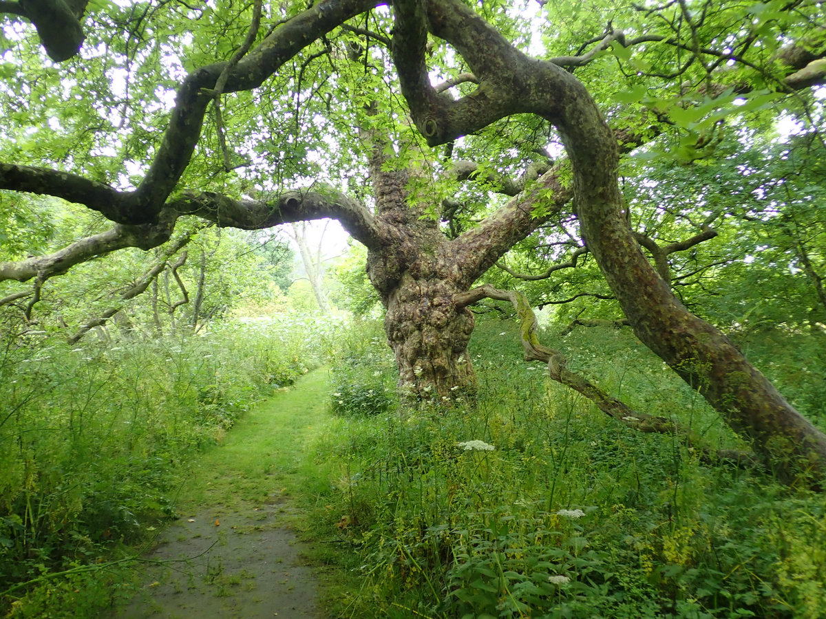 Nature | a fundraiser for Friends of the Earth | Rowena Wilson