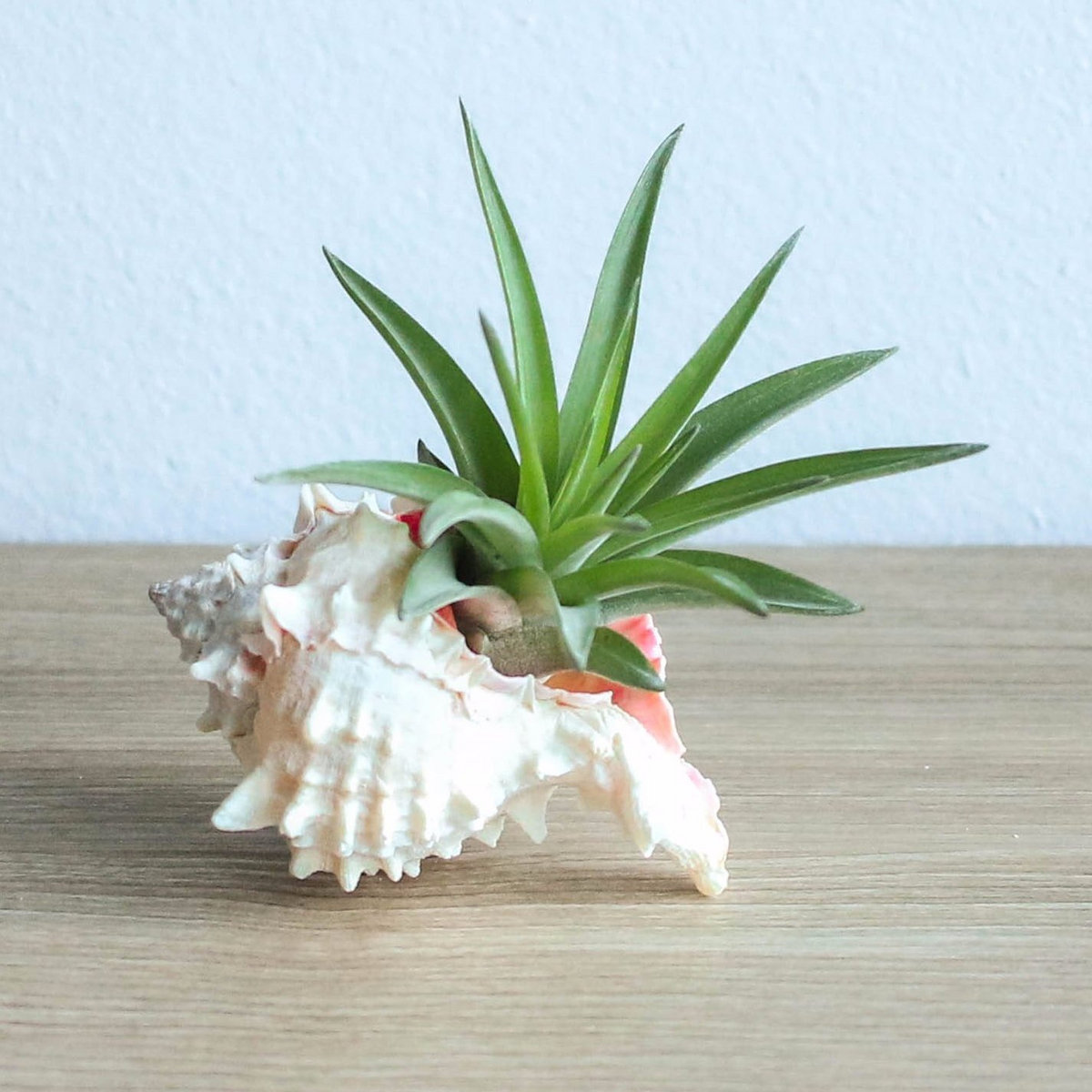 More Shells | Mr. Wilcox