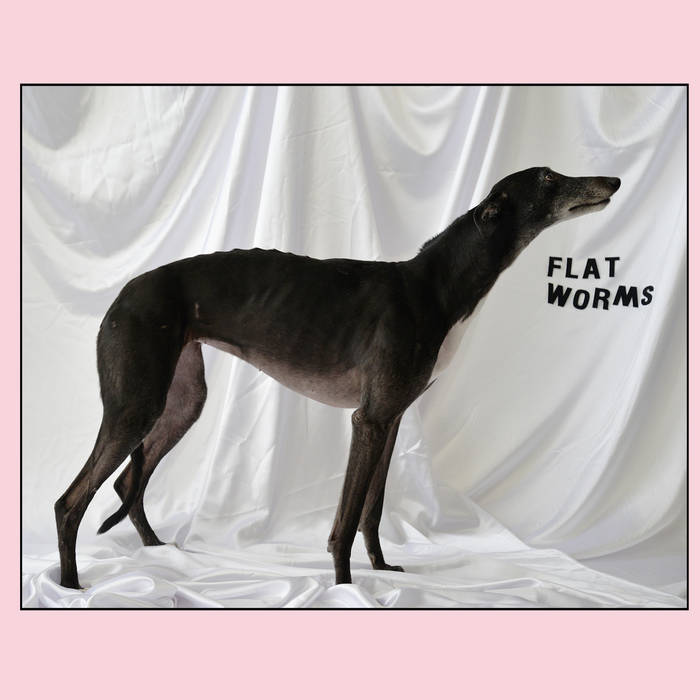 Dog Flatworms