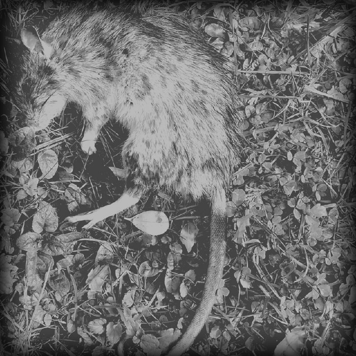 Mirthless | These Wounds