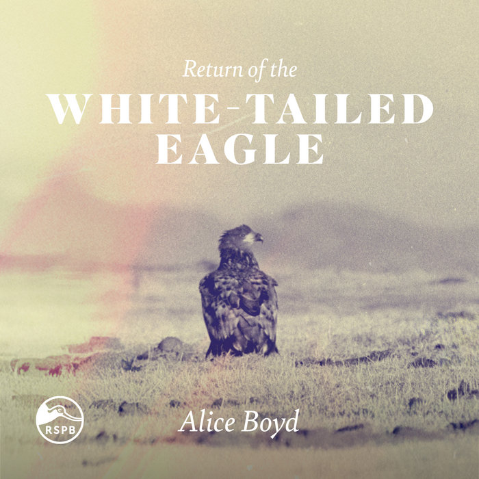 Return of the White-Tailed Eagle | Alice Boyd, RSPB | Alice Boyd