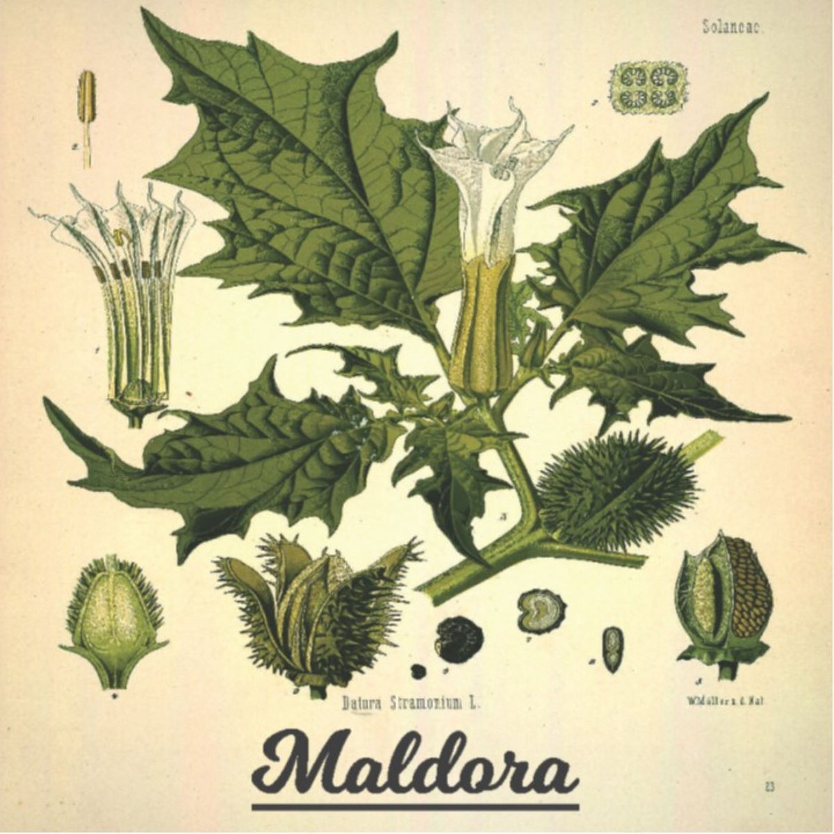 Maldora | Maldora