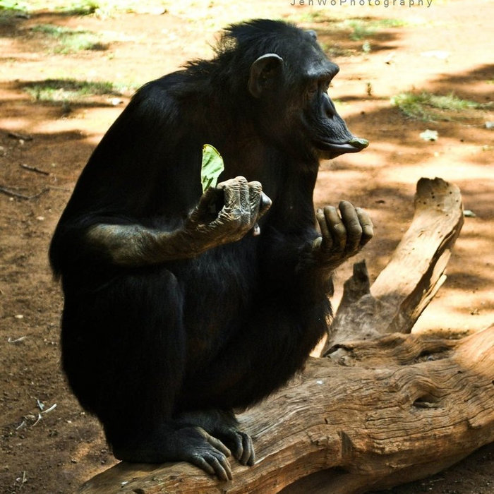 Live at Linneman's | Jake Wild