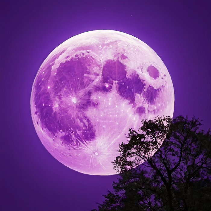 Violet Moon | V14