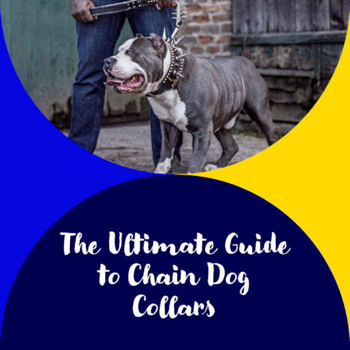 Chain Dog Collars: A Complete Guide to Dog Training Collars in ...