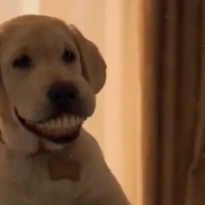 Real Dog Music for Real Dogs | A shadowy cabal of phthisic elders ...