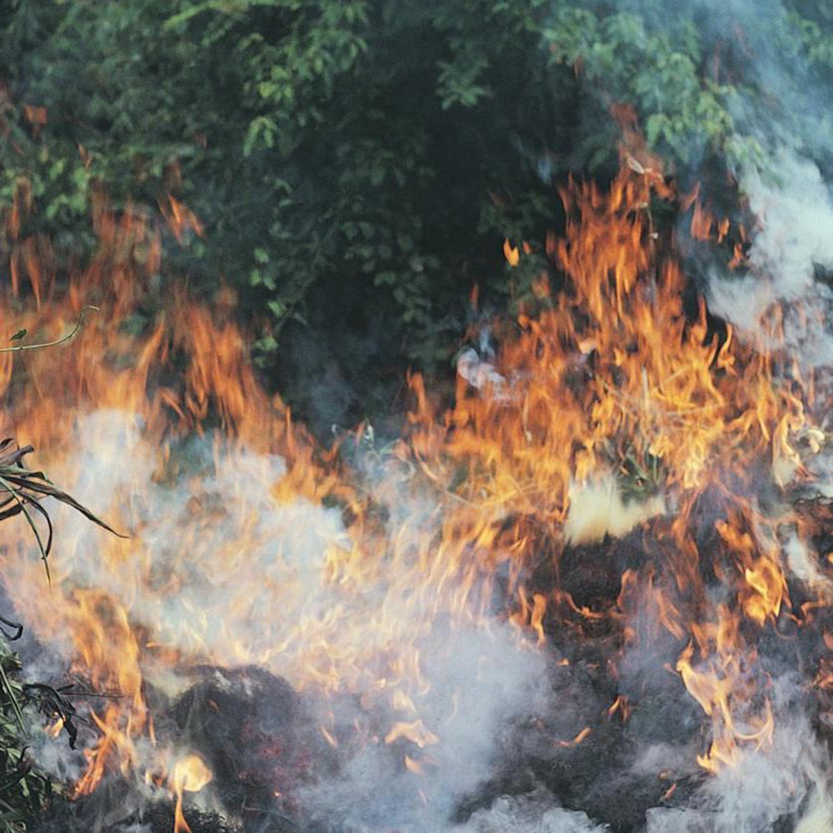 Butane | Barn Cat | Unknown Garden