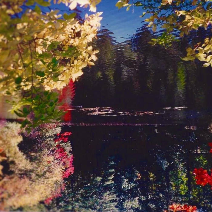 Indie Forest Tumblr Background
