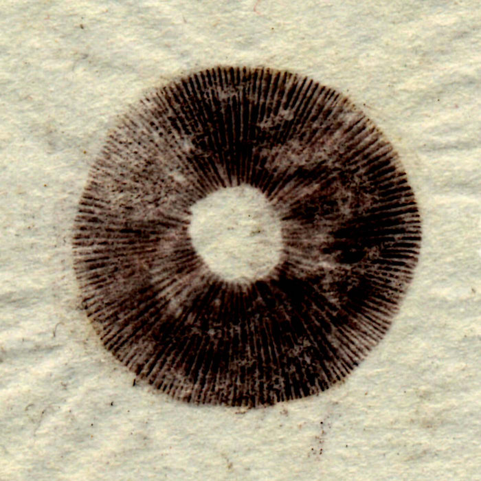 STATI DI COSCIENZA | FFFV | Musique moléculaire label