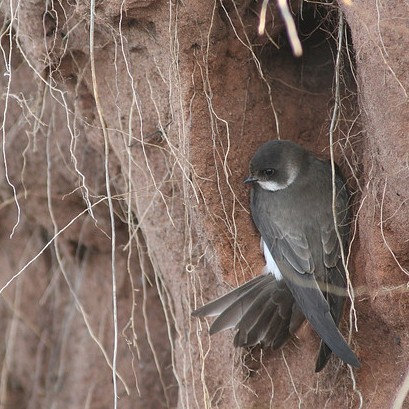 Kaldapääsuke, Common Sand Martin | Veljo Runnel