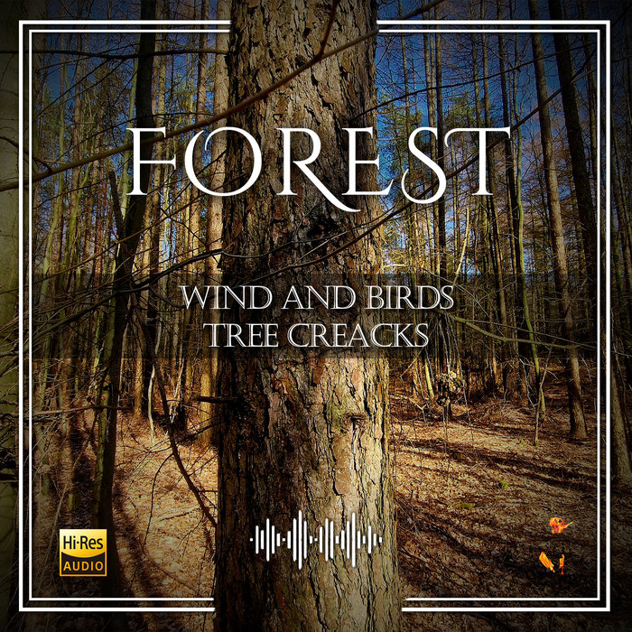 Forest Sounds | Field Recording | Sergio Gaudes | Sound_Art_of_Field ...