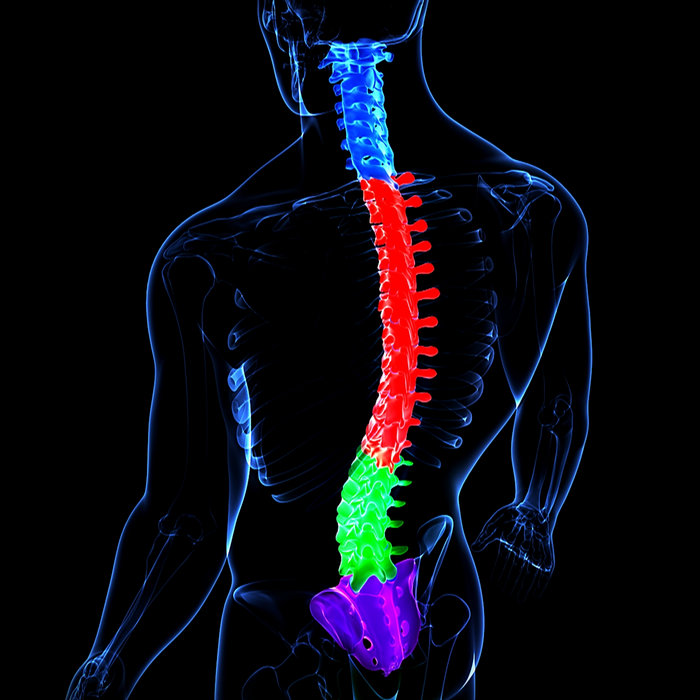 Spinal Cord + Vagus Nerve Healing Frequencies (Alpha Waves Isochronic ...