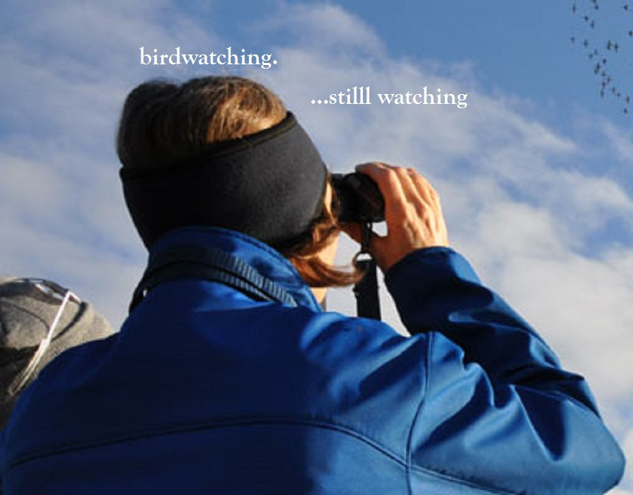 still watching | birdwatching.