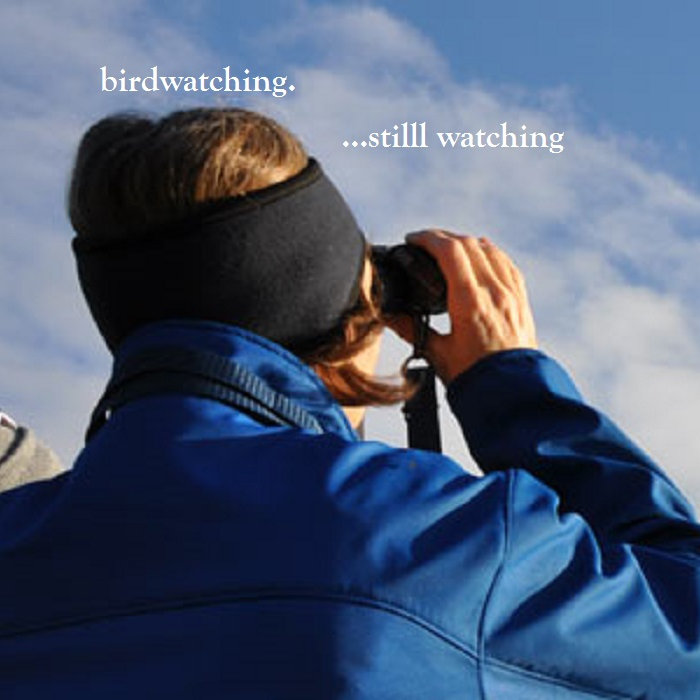 still watching | birdwatching.