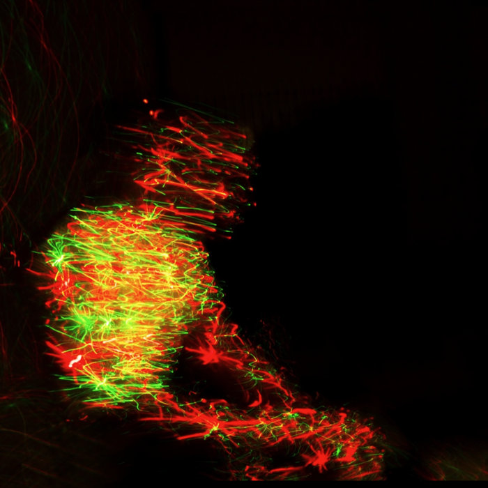 Late night made | Long Neck Ghosts