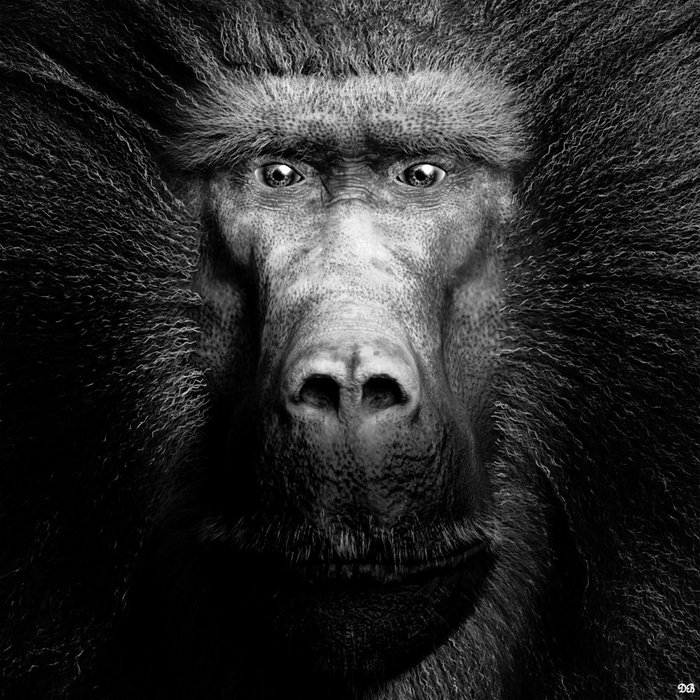 shoalin monk | COOL HAND FLEX UK