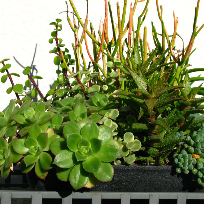 Slow Covers, Volume Two | Jonah Hall