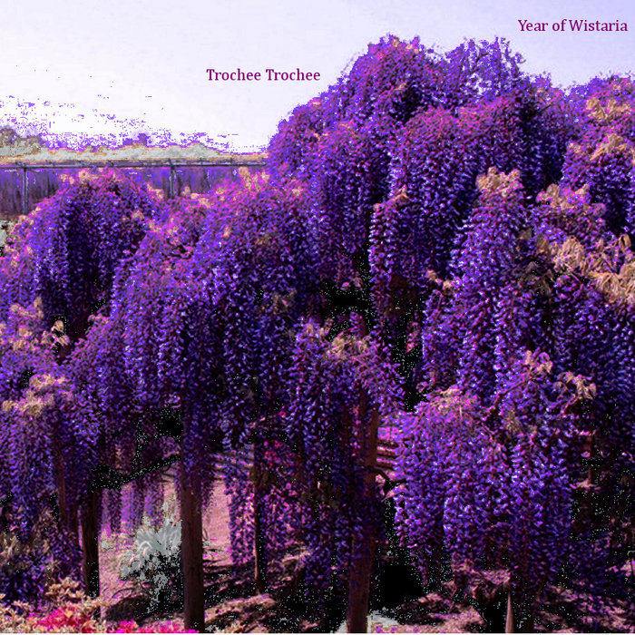 Year of Wistaria | Trochee Trochee