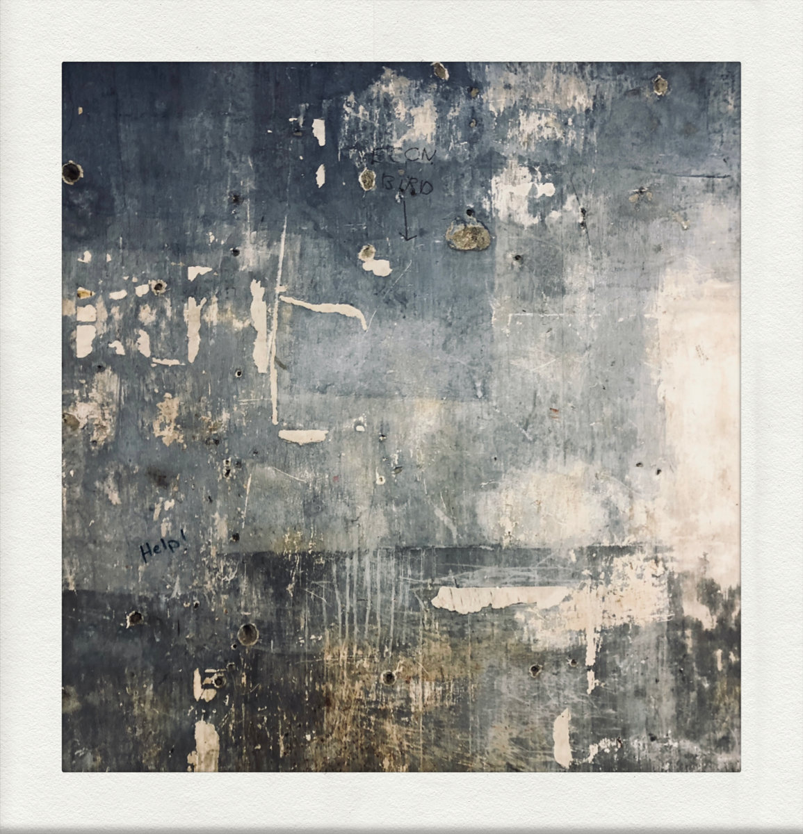veils | wodwo | whitelabrecs