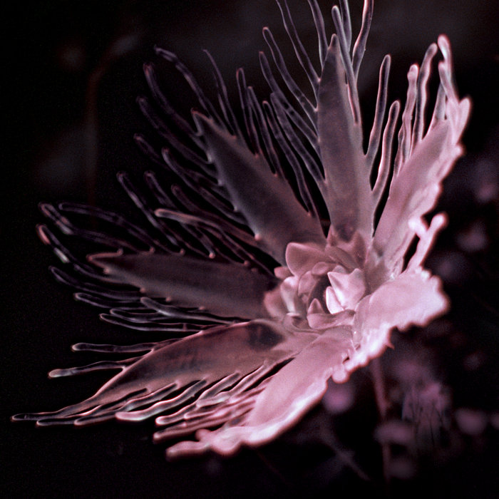 Listless | Dania | Somewhere Press